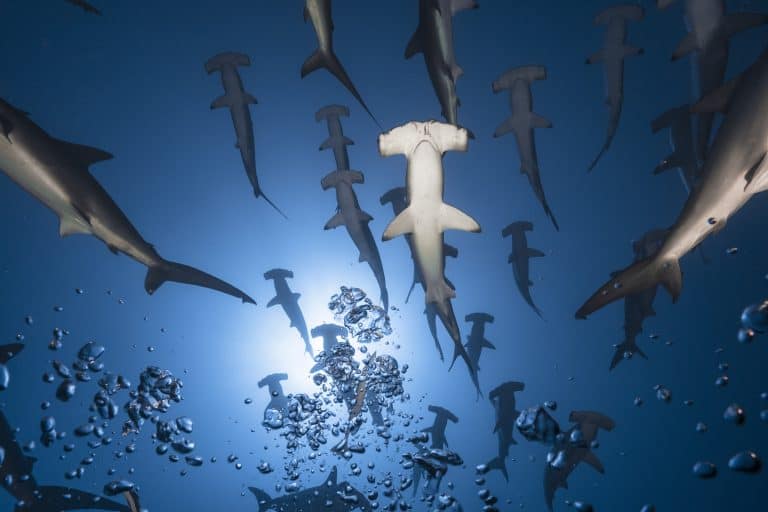 Diving Holidays Worldwide | Dive Holiday Experts | Diverse Travel UK