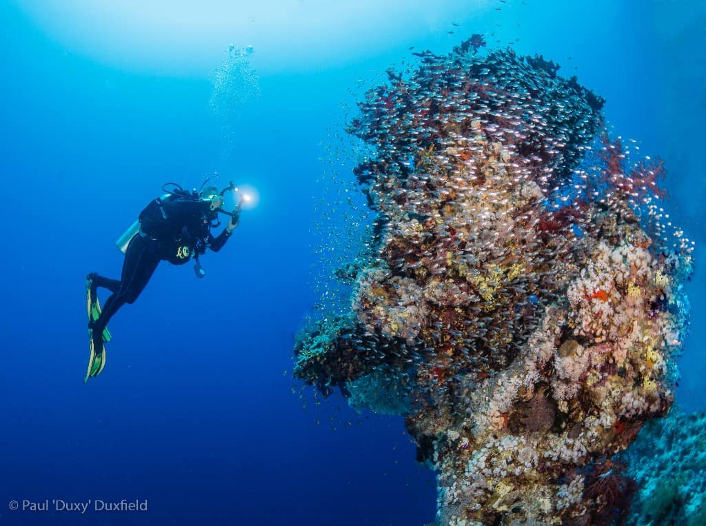 Red Sea Diving Holidays | Dive Holiday Experts | Diverse Travel UK