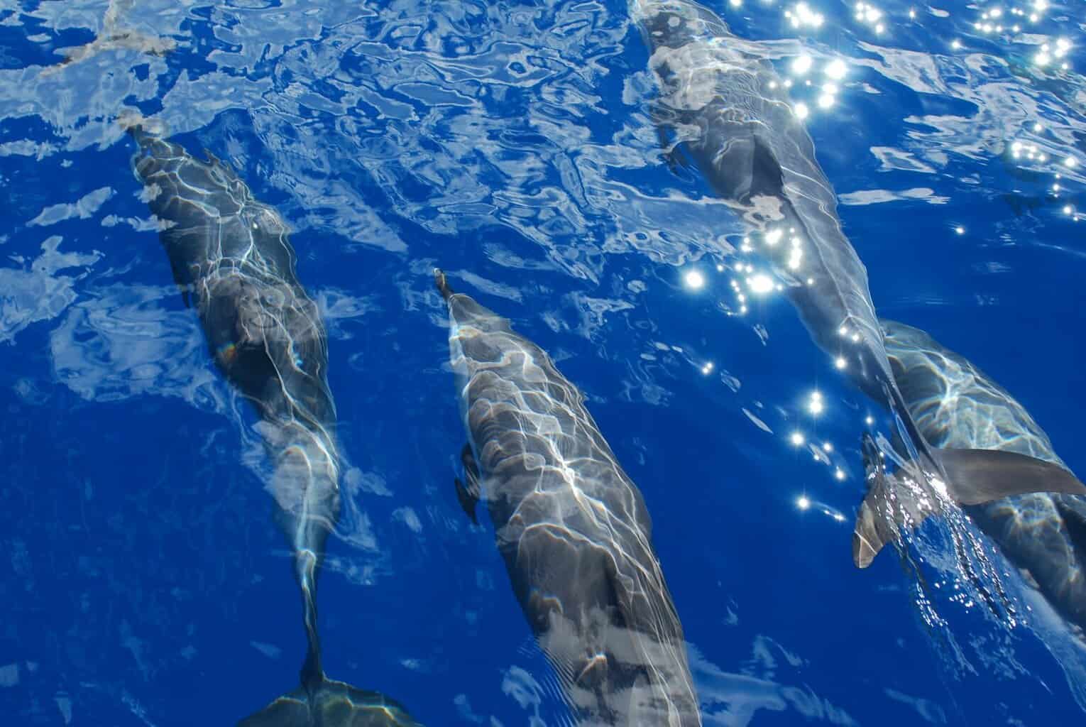 St Helena Diving Holidays | Dive Holiday Experts | Diverse Travel UK