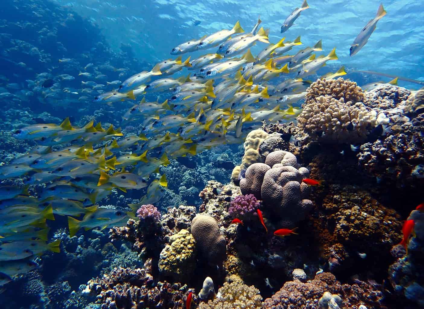 Back to my Red Sea Roots | Diverse Dive Blog