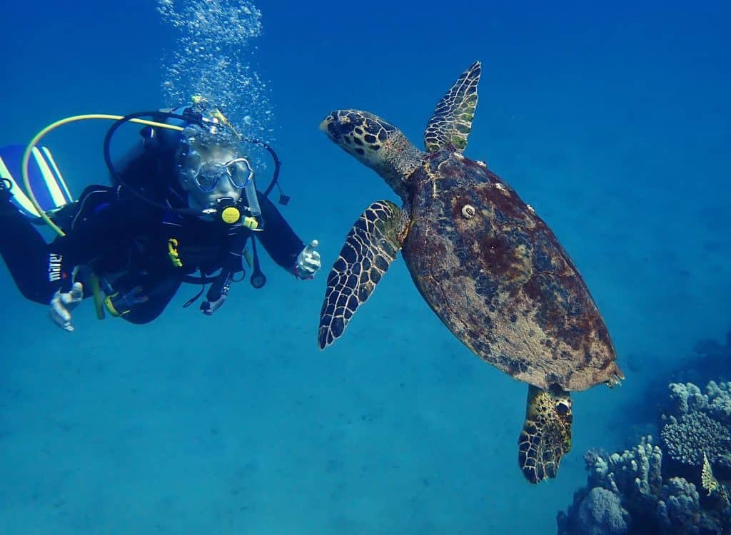 Back to my Red Sea Roots | Diverse Dive Blog