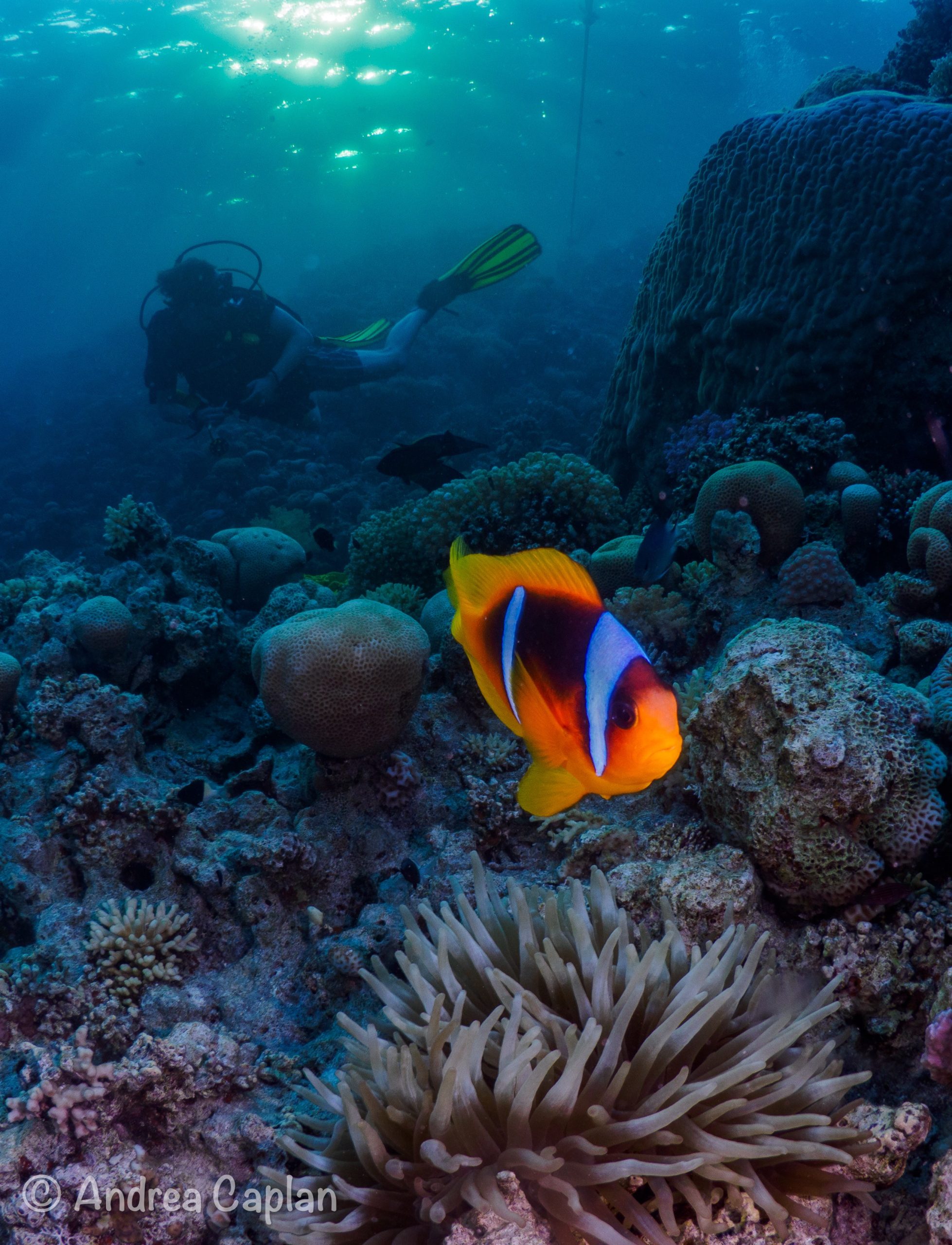 Next Level Diving on a Liveaboard | Diverse Dive Blog