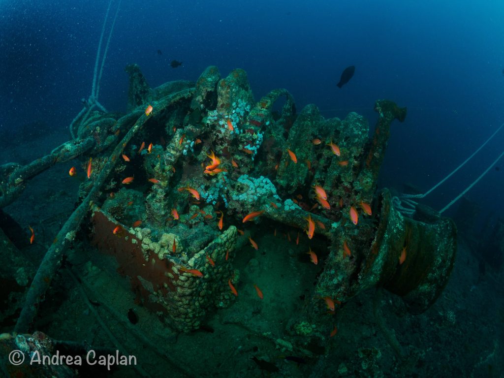 Next Level Diving on a Liveaboard | Diverse Dive Blog