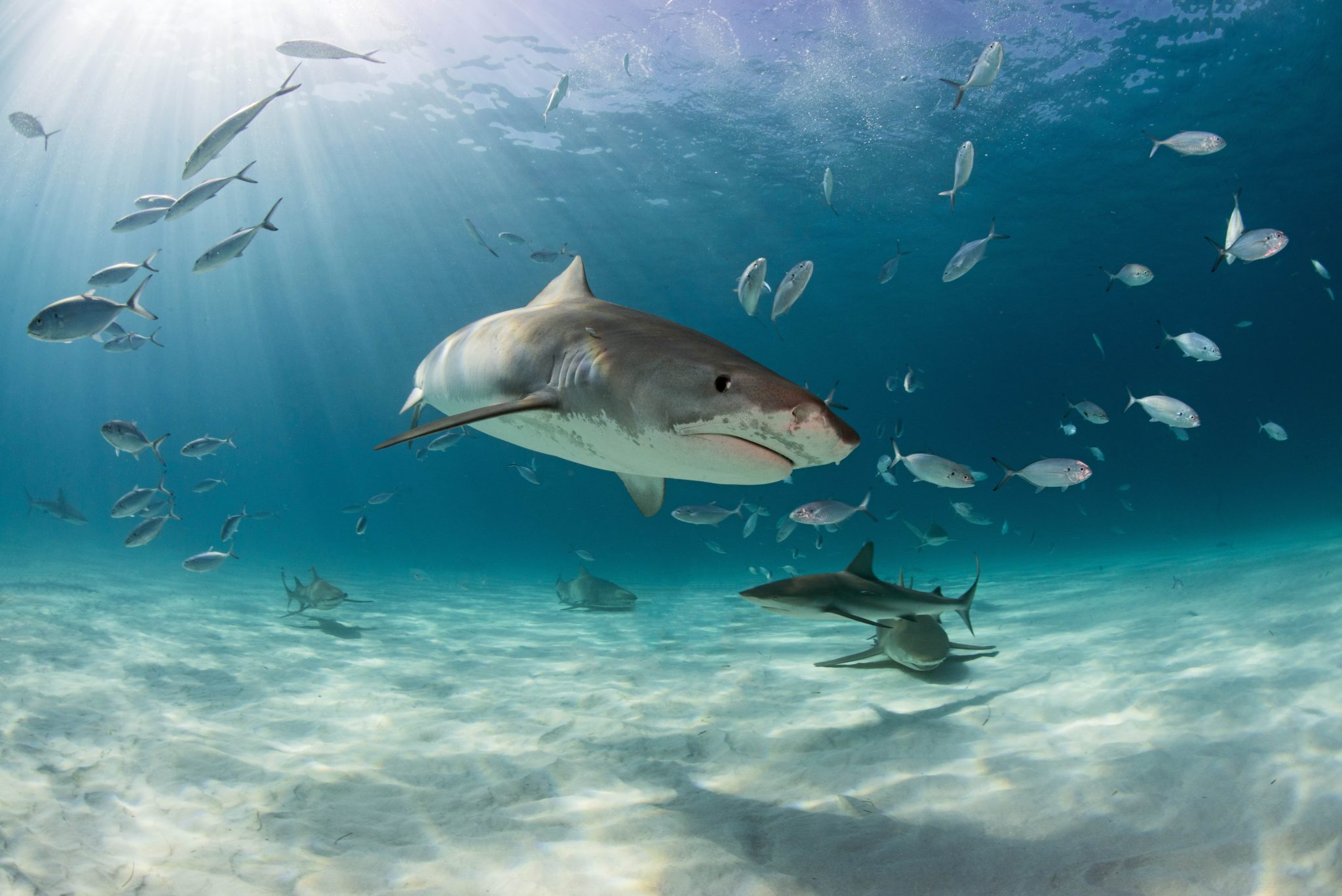 Top Destinations for Shark Diving Holidays | Diverse Dive Blog