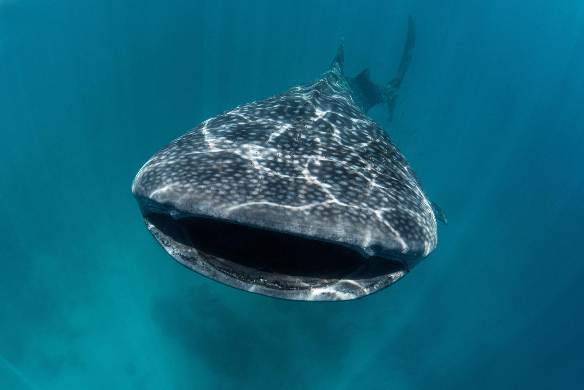 Top Destinations for Shark Diving Holidays | Diverse Dive Blog